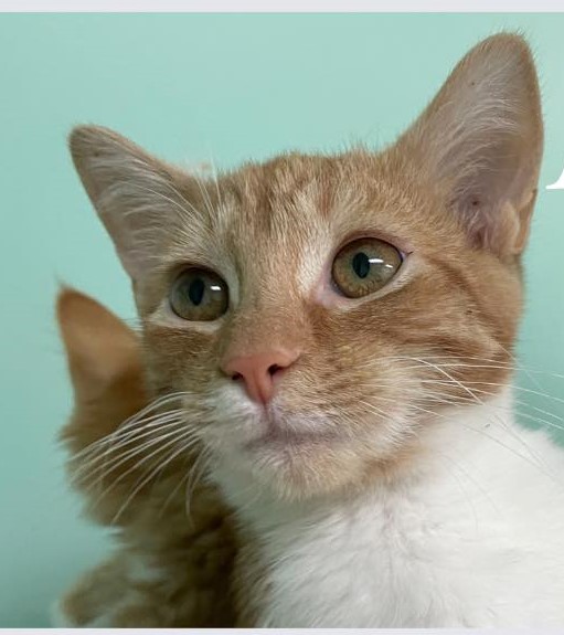 Annika Is WSCR Cat Of The Week | News, Sports, Jobs - Post Journal